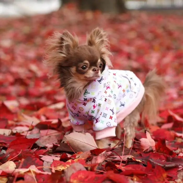 LouChi Hoodie - Chihuahua Shop